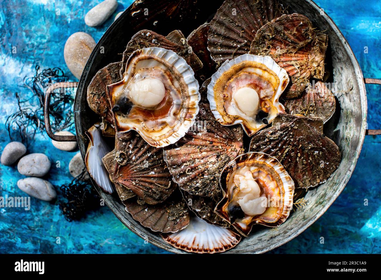 Scallops in their shells Stock Photo - Alamy