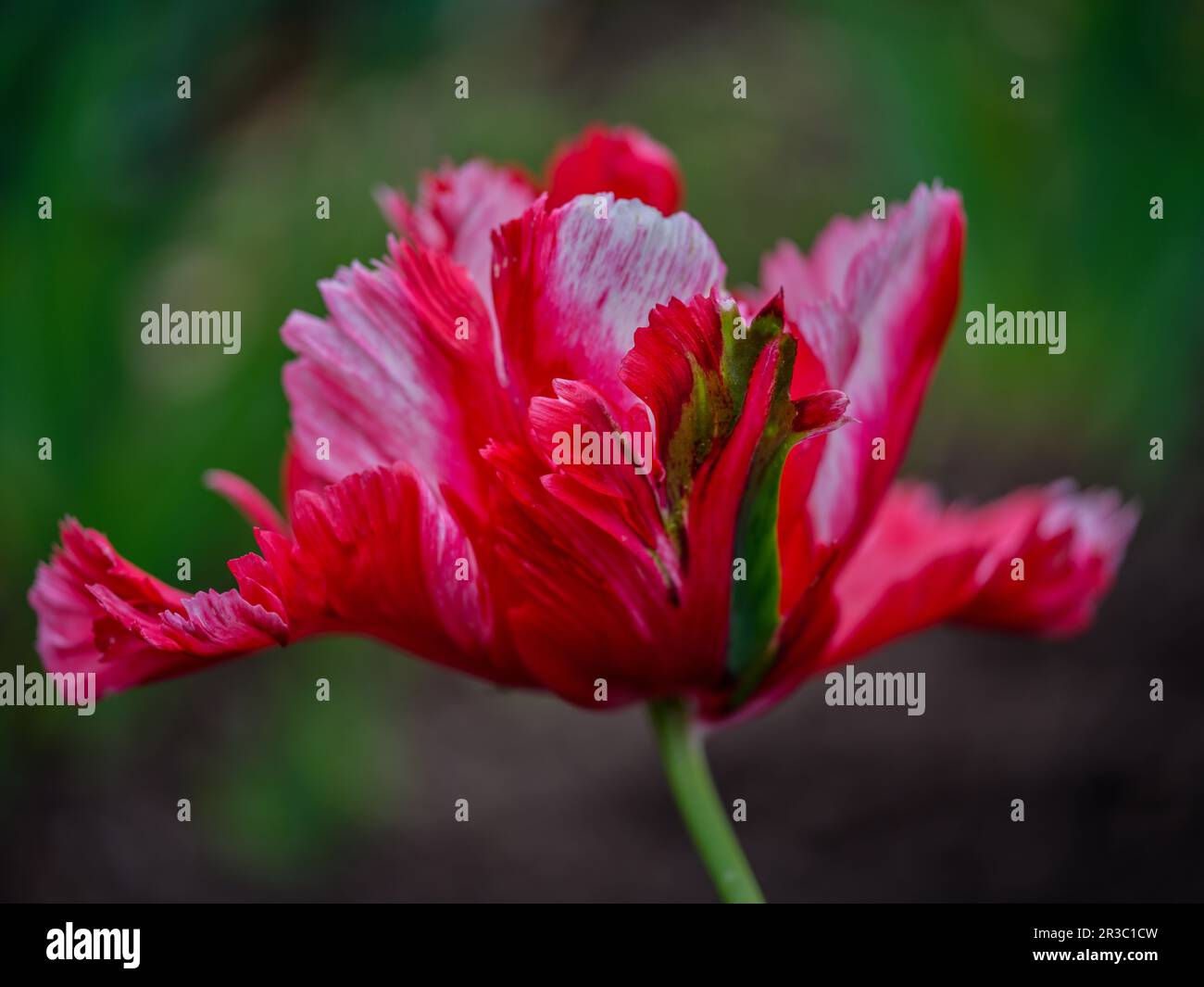 Fancy tulip close up Stock Photo - Alamy
