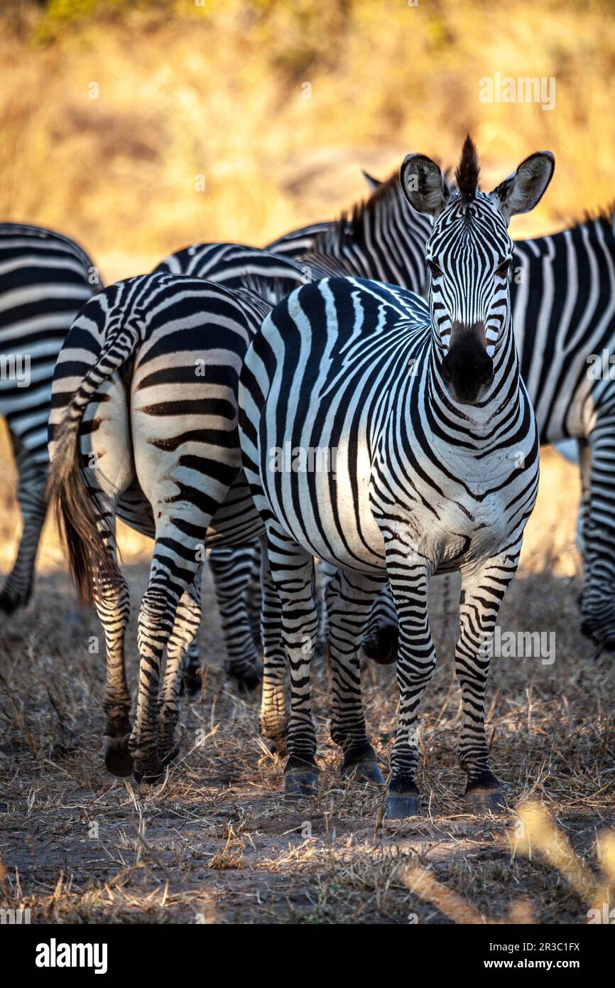 group of African zebras in the savannah Stock Photo - Alamy