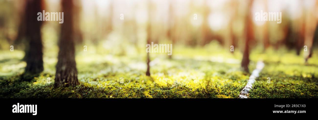 Summer forest panorama - beautiful green natural landscape Stock Photo ...