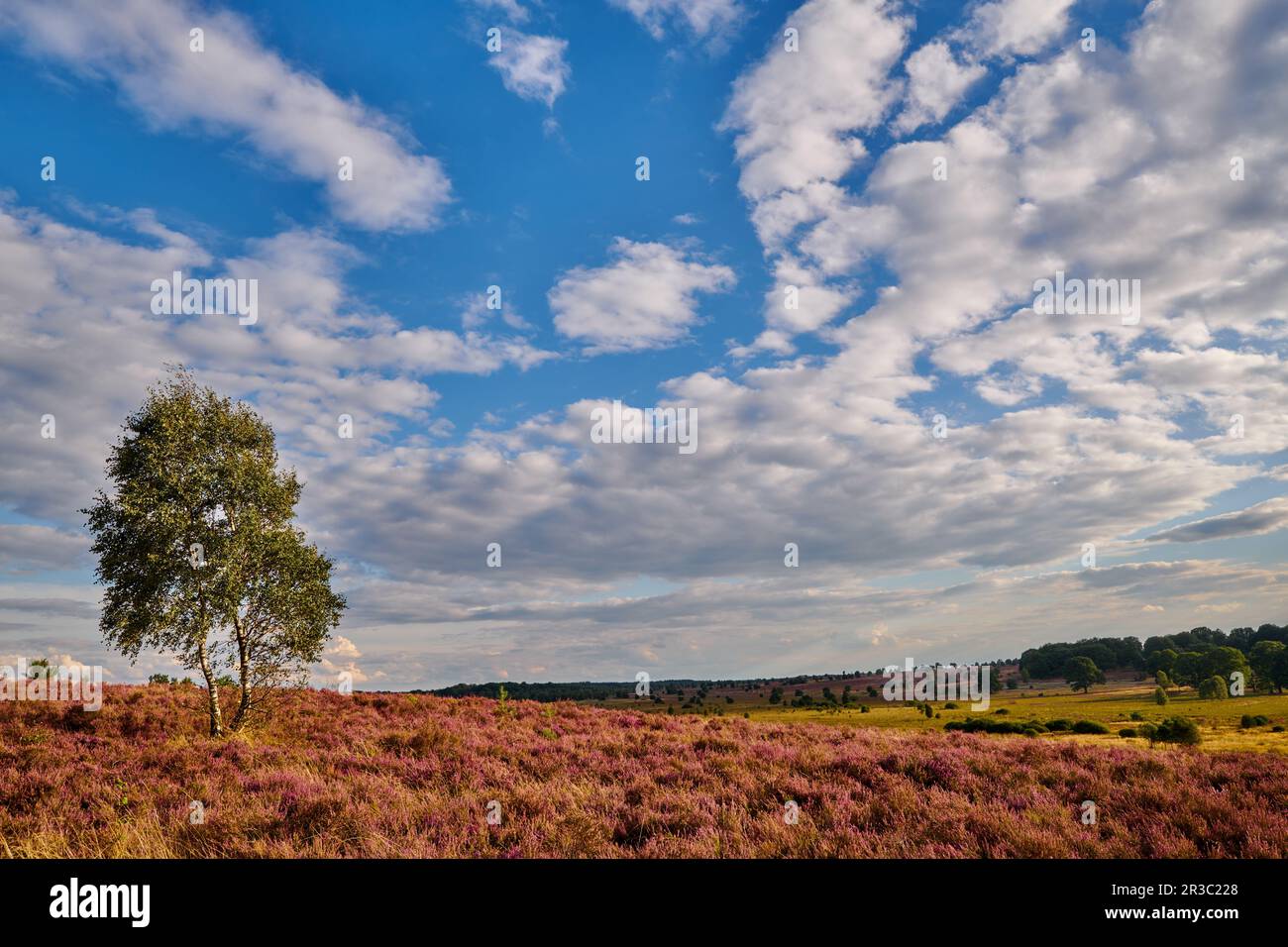 Sunrise at lueneburg heath hi-res stock photography and images - Alamy