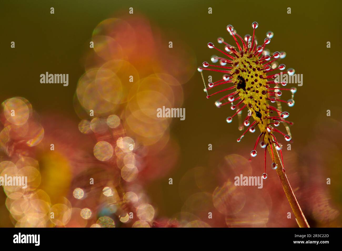 Drosera macro hi-res stock photography and images - Alamy