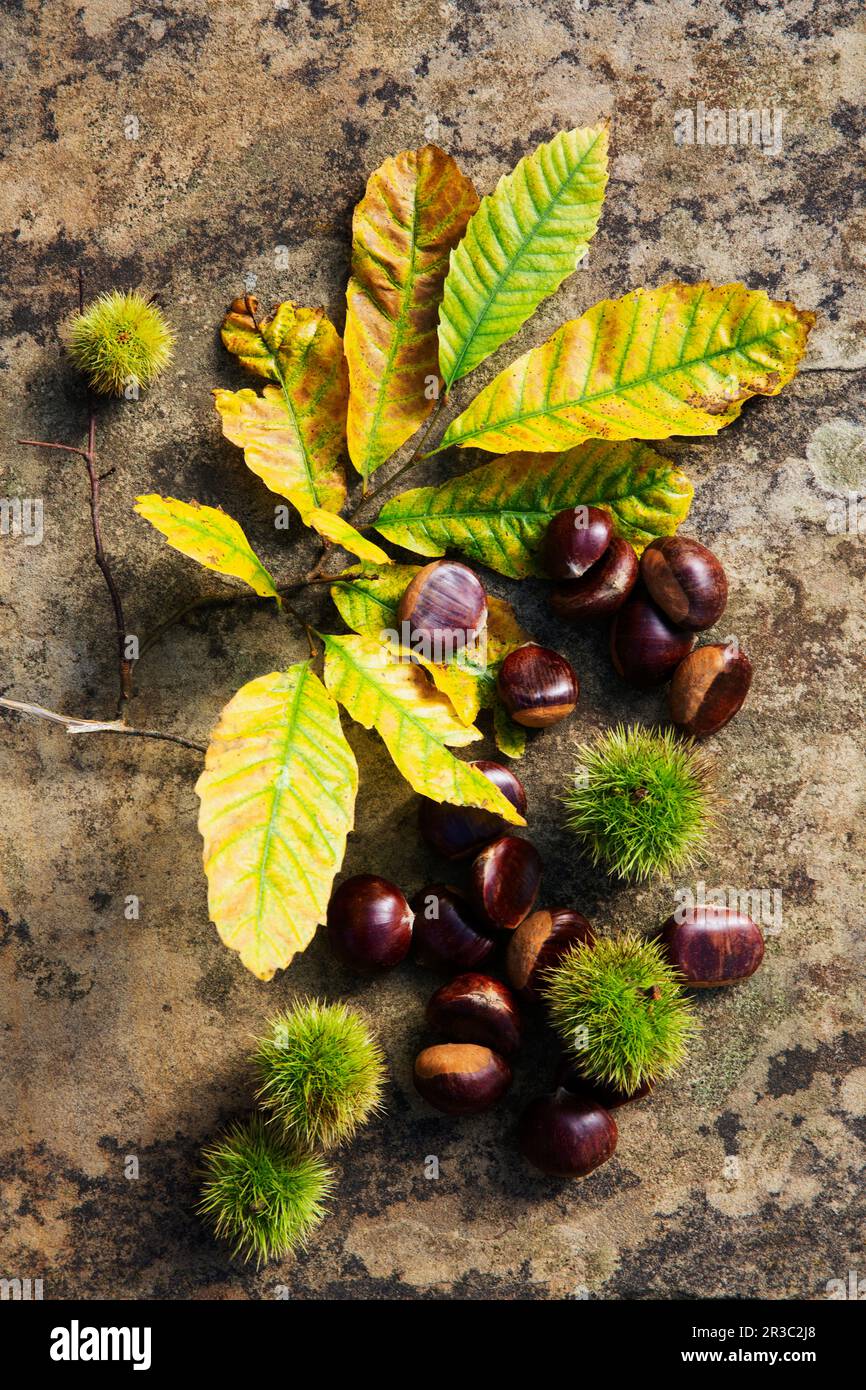 Spiked shells hi-res stock photography and images - Alamy