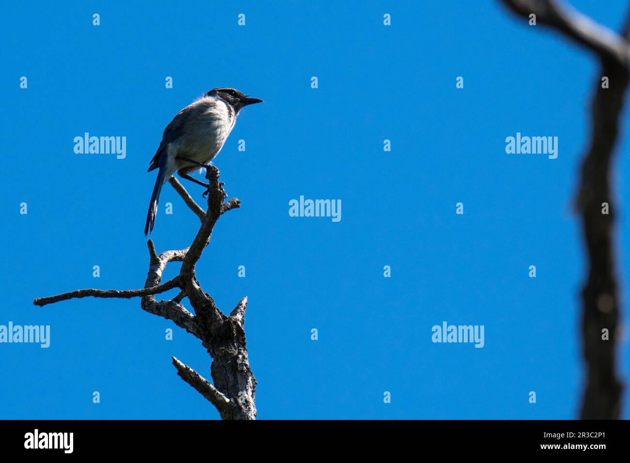 Western Scrub-Jay. Emigrant Lake, Ashland, Oregon Stock Photo - Alamy