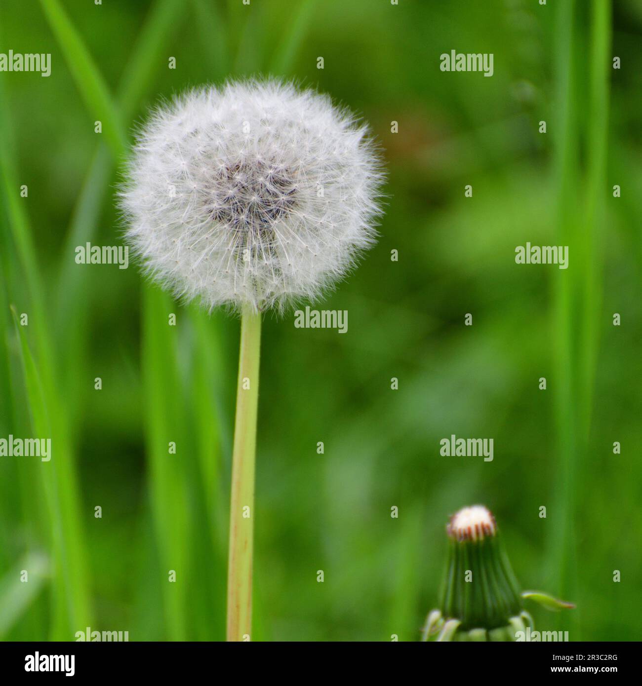 White dandelion seeds hi-res stock photography and images - Alamy