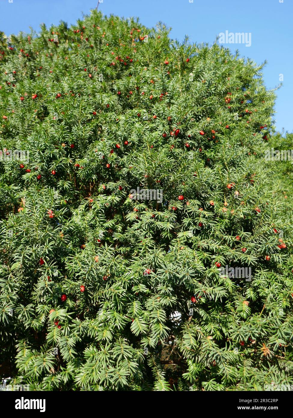 European yew hi-res stock photography and images - Alamy