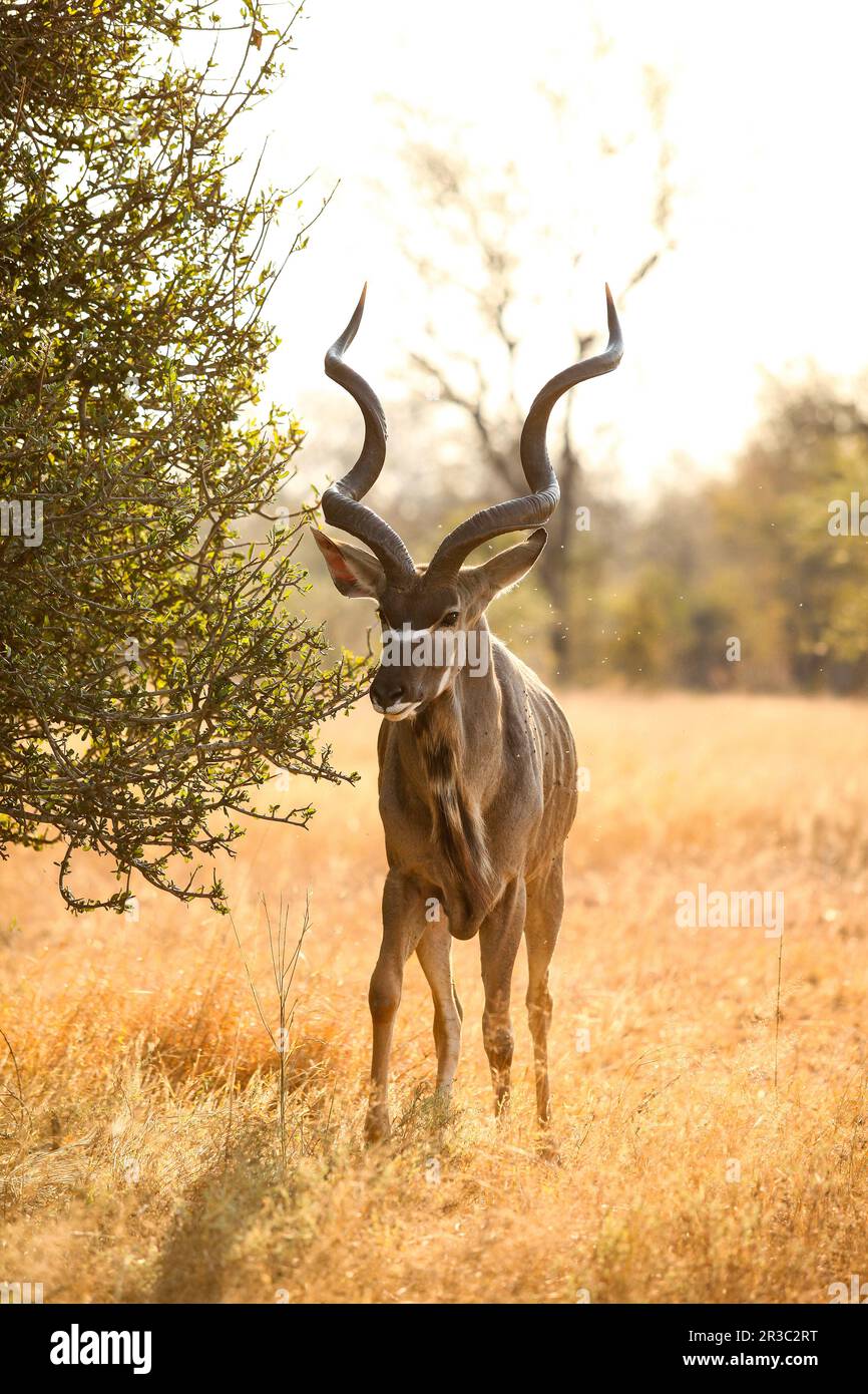 African Kudu Bull antelope in a South African wildlife reserve Stock ...