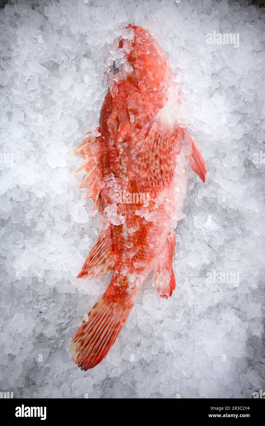 Scorpion crushed hi-res stock photography and images - Alamy