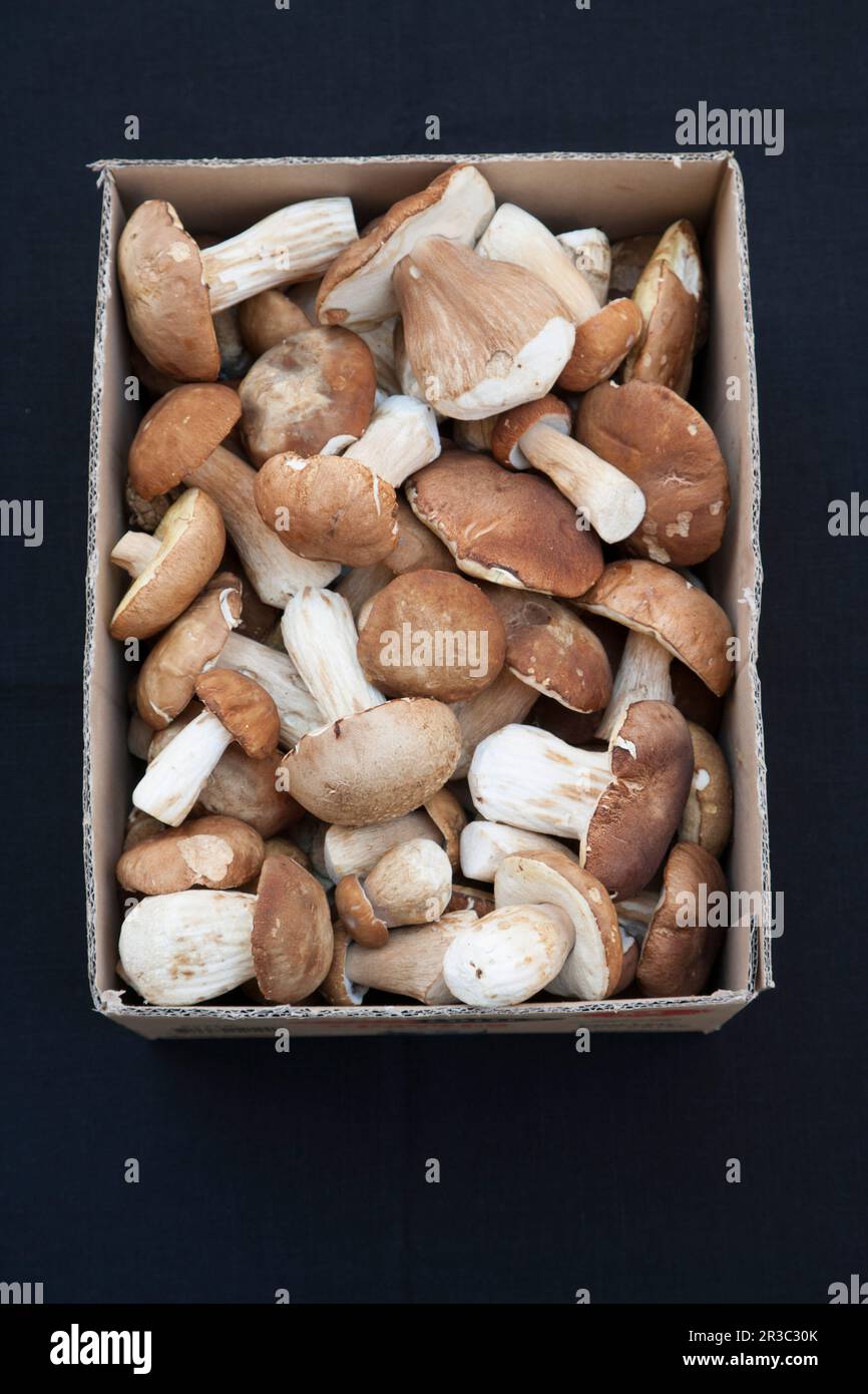Porcini mushrooms crate hi-res stock photography and images - Alamy