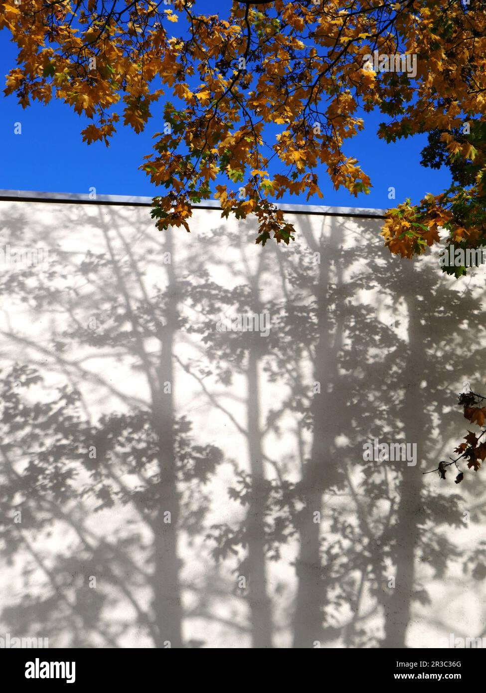 Tree casts shadow on a house facade Stock Photo - Alamy