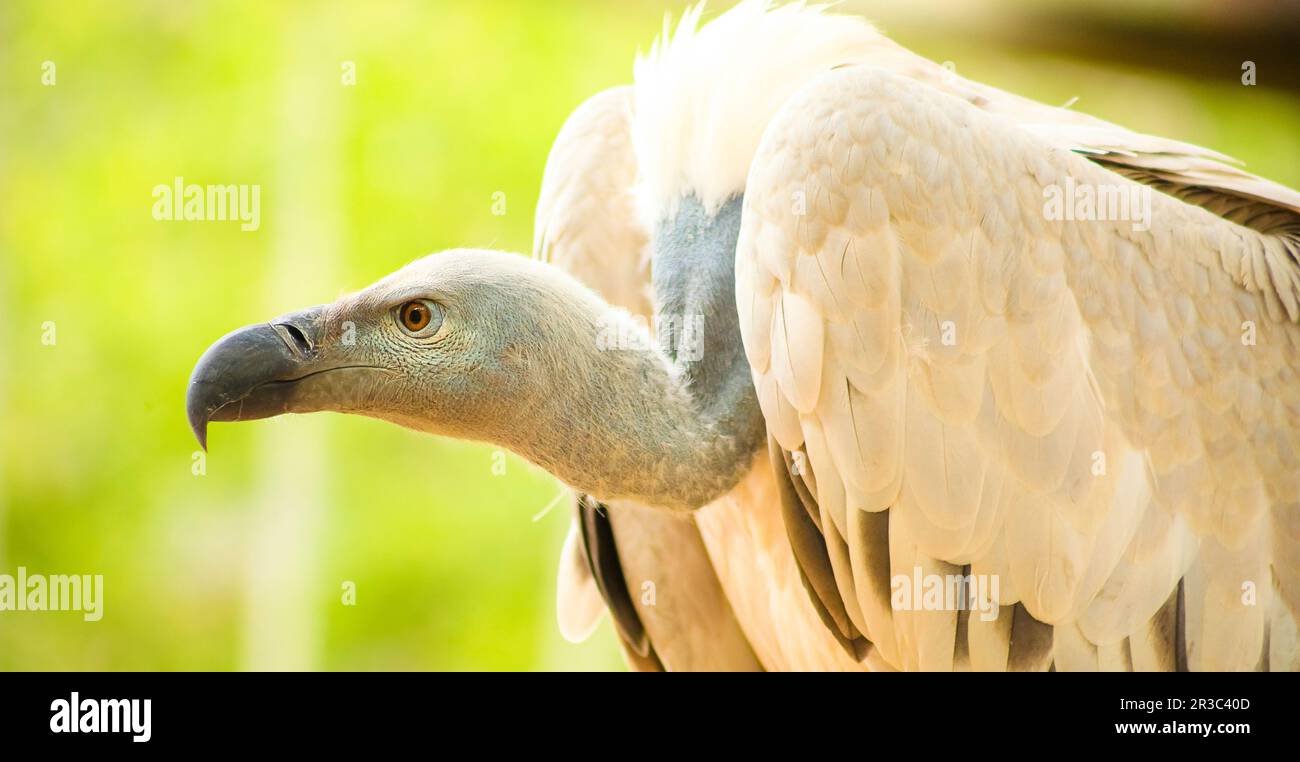 South african environment hi-res stock photography and images - Alamy