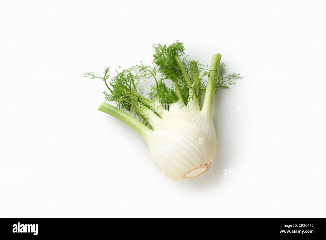 Fresh fennel bulb isolated on white background Stock Photo - Alamy
