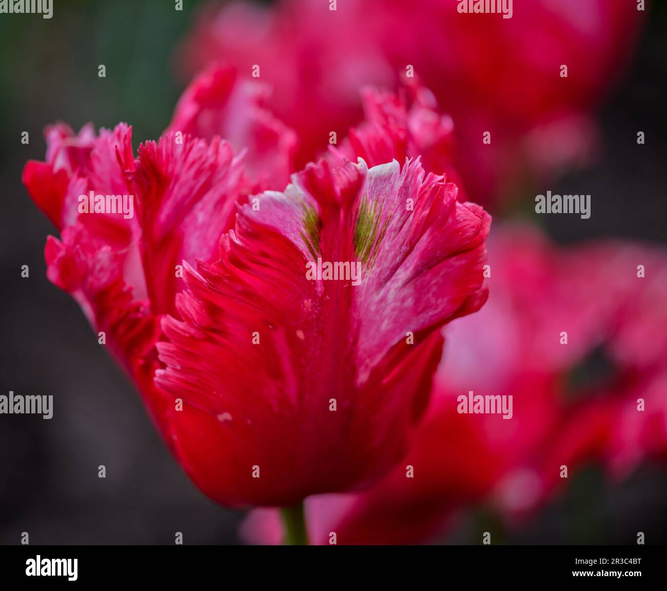 Fancy tulip close up Stock Photo - Alamy