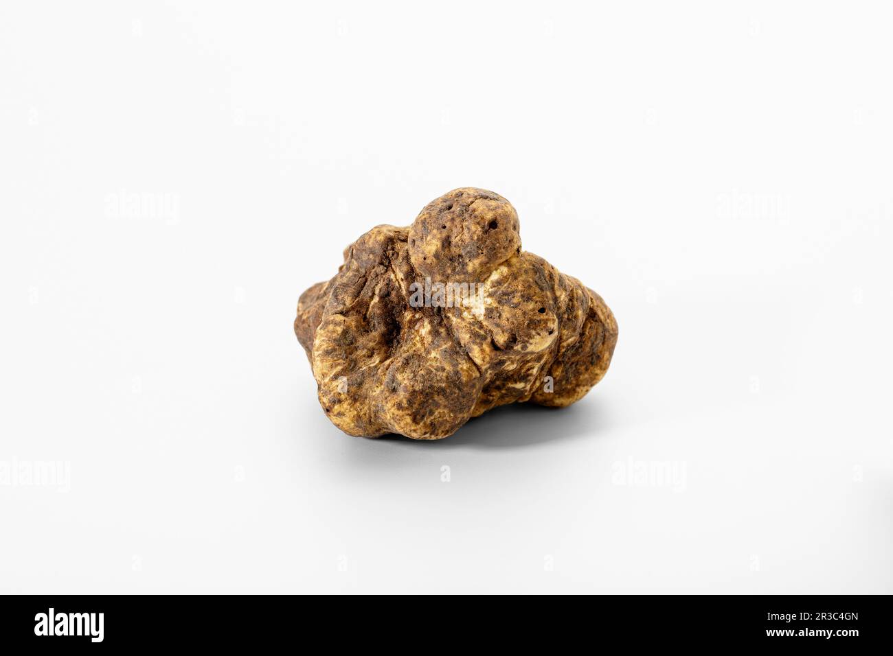 White Alba truffle against a white background Stock Photo - Alamy
