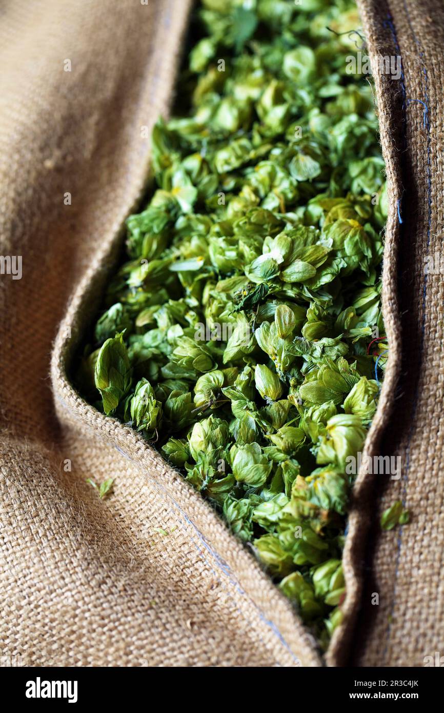 Sack of hops hi-res stock photography and images - Alamy