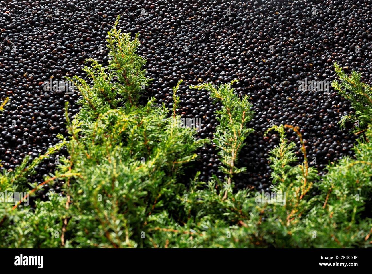 Junipers family hi-res stock photography and images - Alamy