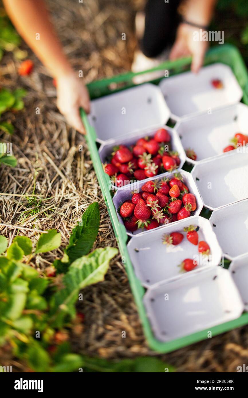 Strawberries being harvested Stock Photo - Alamy