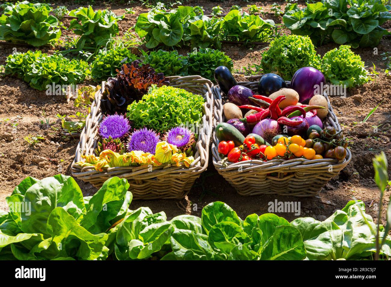 Baskets of summer vegetables and salad in the vegetable garden Stock ...