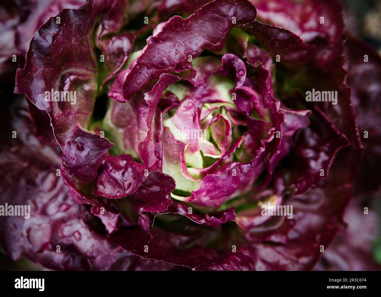 Red lettuce (full picture Stock Photo - Alamy