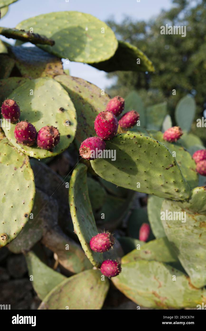 Prickly pears tree hi-res stock photography and images - Alamy
