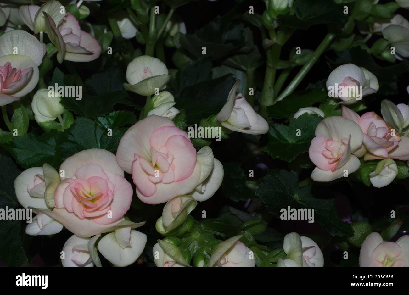 Begonia flowering close-up Stock Photo - Alamy
