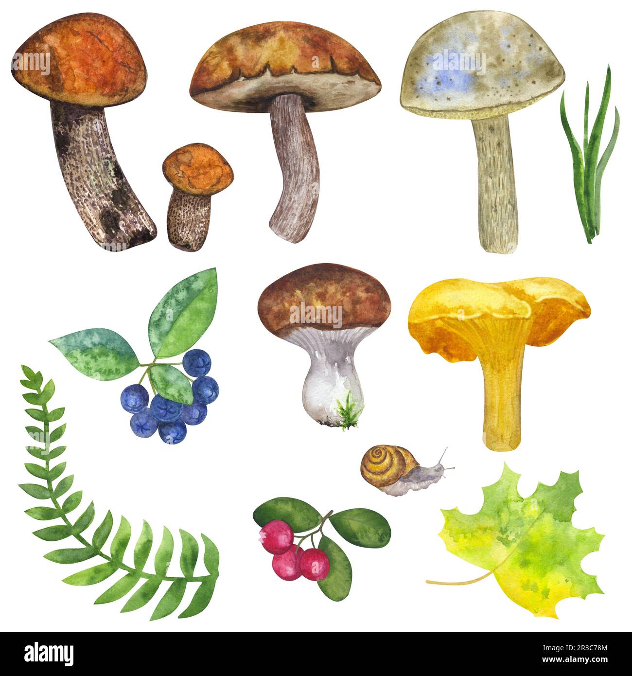 Botanical autumn forest set: edible mushrooms, leaves and berries, fern ...