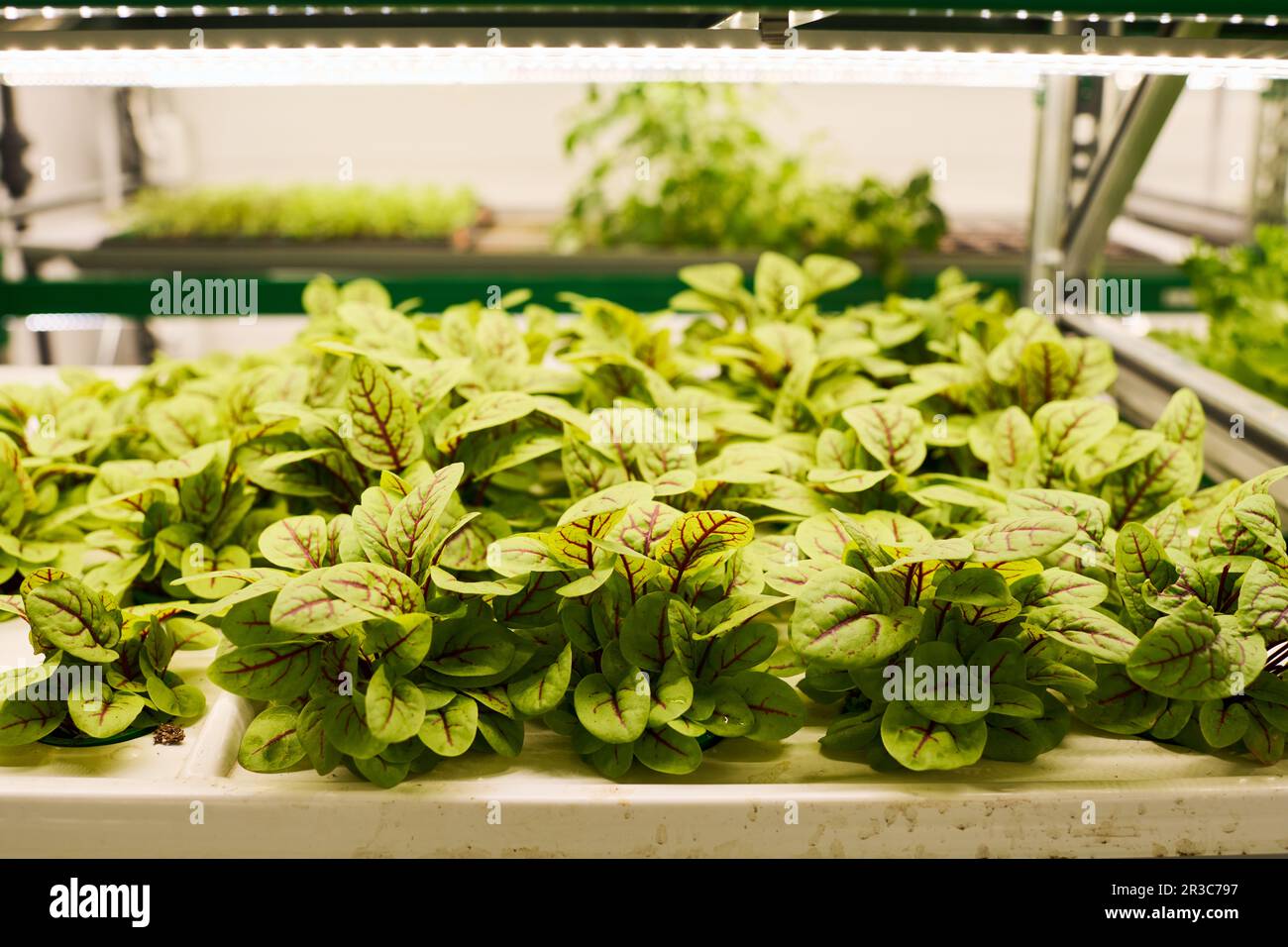 Group of green seedlings of leafy vegetables growing in fertile soil in ...