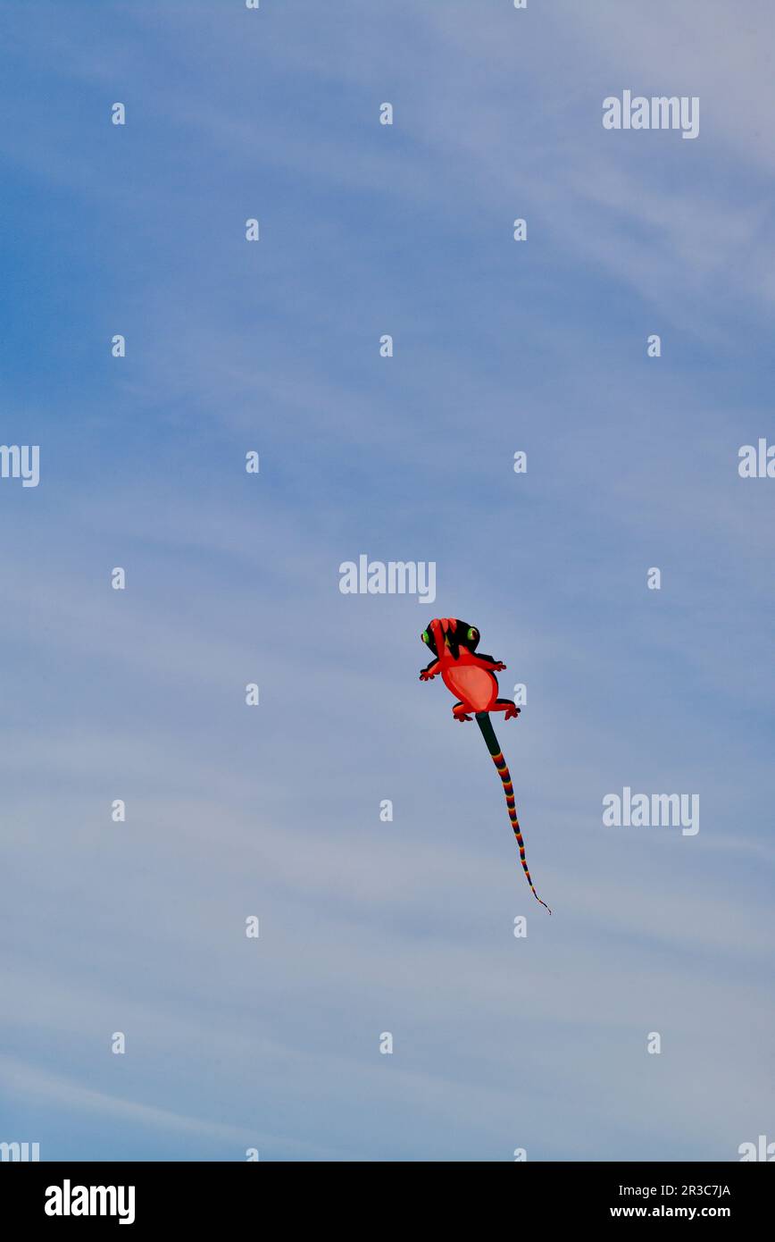 Lizard kite hi-res stock photography and images - Alamy