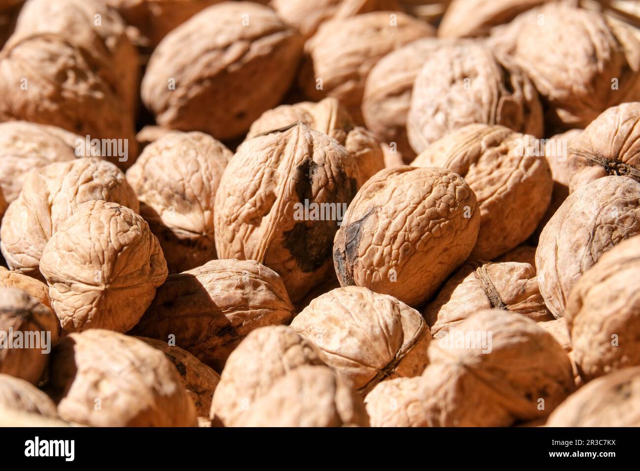Close up organic whole unopened walnut shells under sun. Unopened ...
