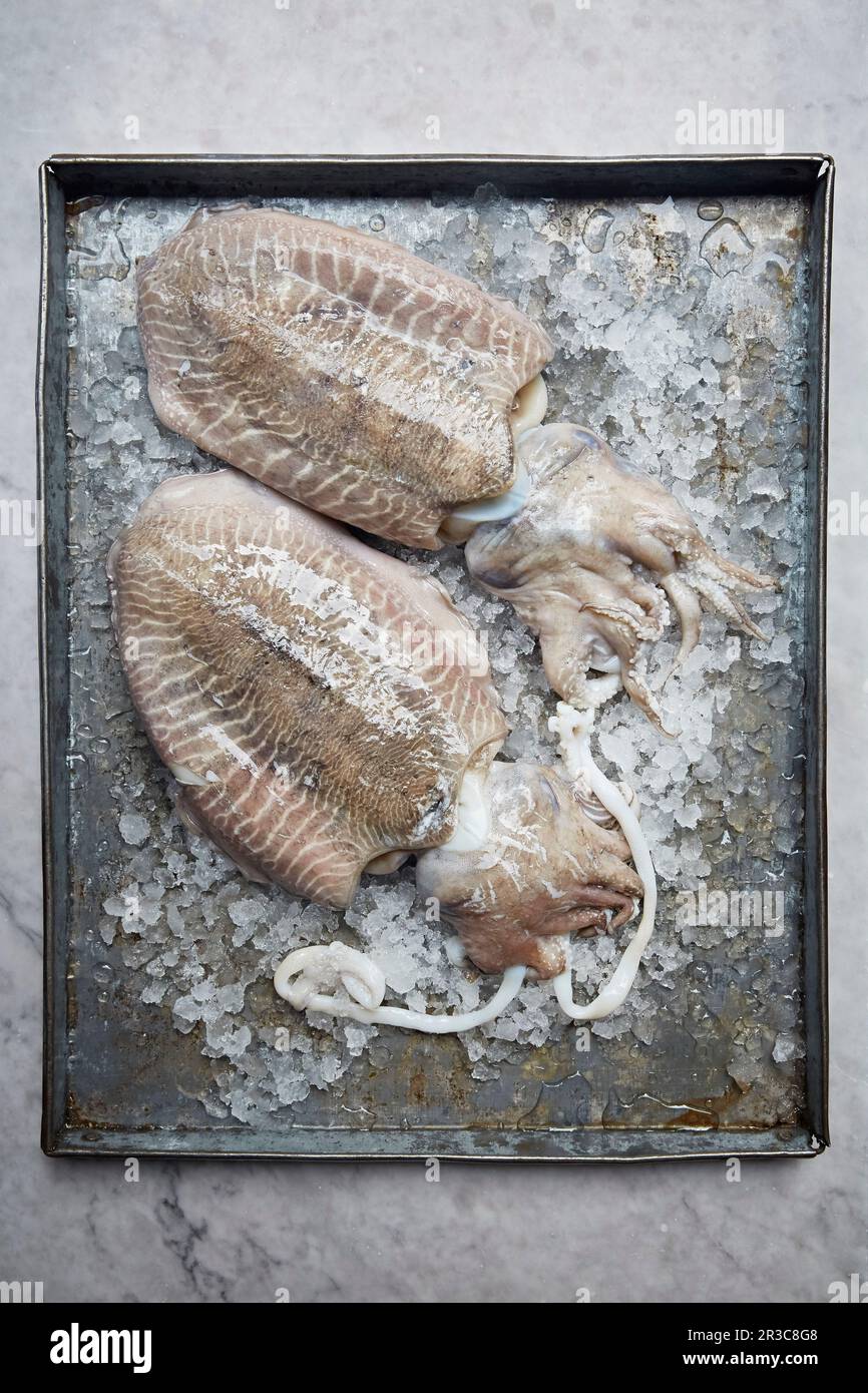 Two Squid on ice Stock Photo - Alamy