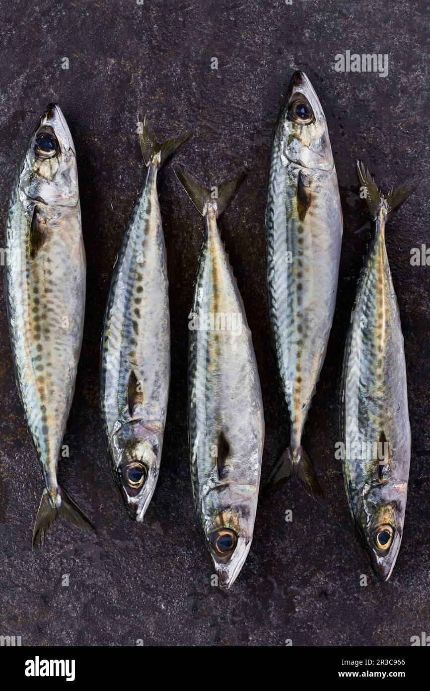 Top view five fish hi-res stock photography and images - Alamy