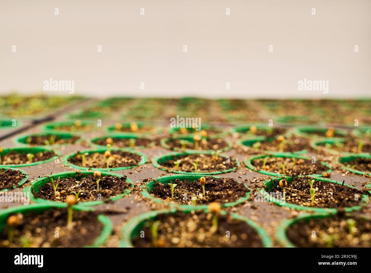 Focus on front row of tiny sprouts of vegetables growing in fertile oil ...