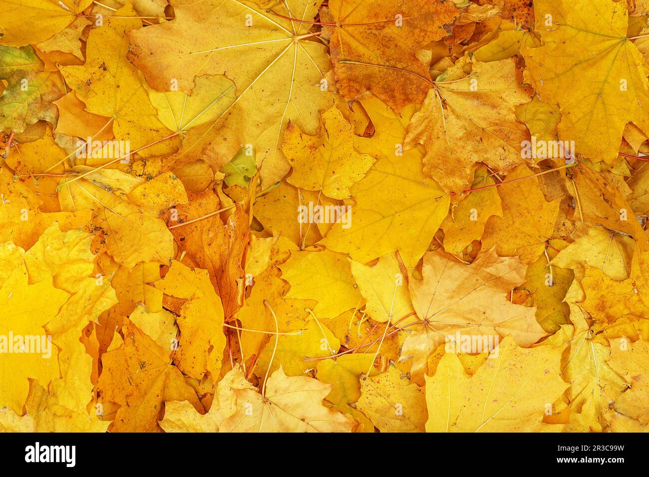 Background group autumn orange leaves. Outdoor. Maple yellow leaves ...
