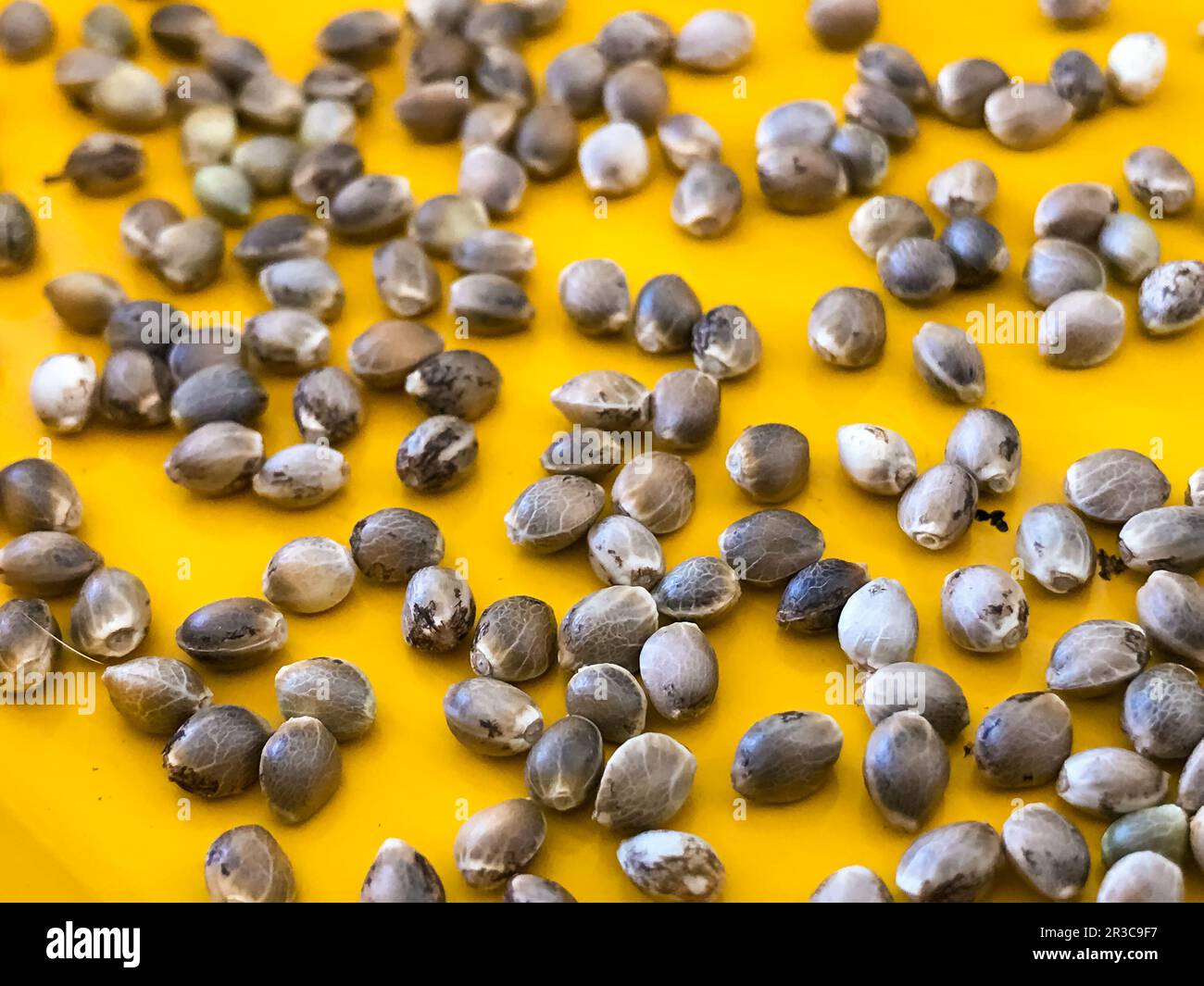 Female cannabis flower close hi-res stock photography and images - Alamy