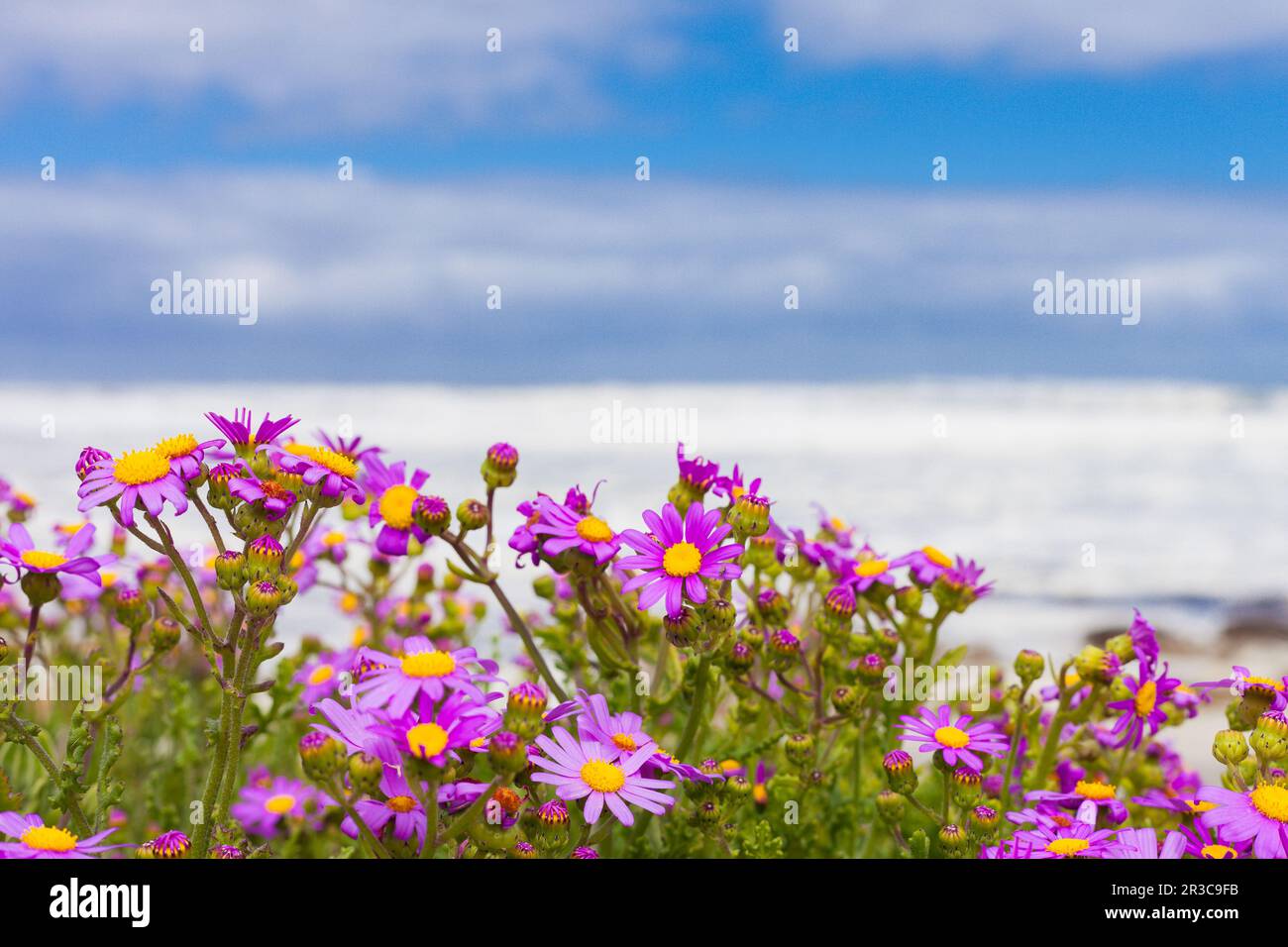 Beach seeds hi-res stock photography and images - Alamy