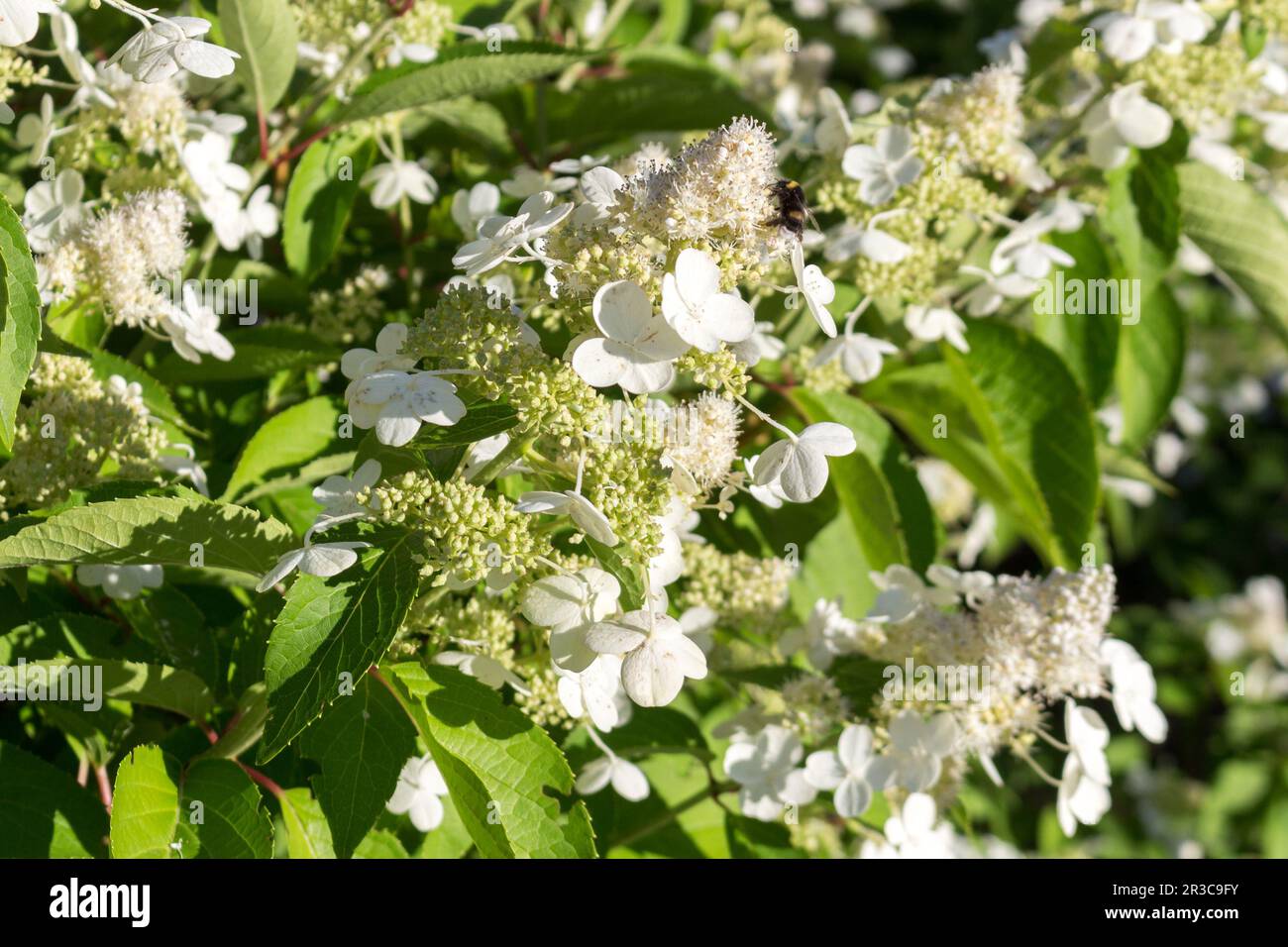 Flowers in inflorescences of a dwarfish hydrangea paniculata ...