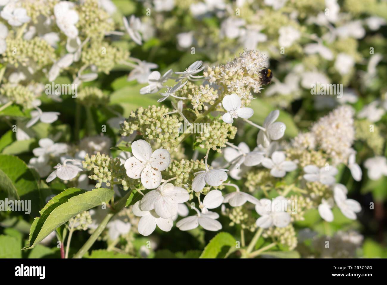 Flowers in inflorescences of a dwarfish hydrangea paniculata ...