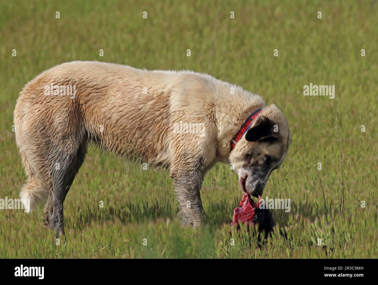 domestic dog eating freshly killed lamb Coto Donana, Andalucia, Spain ...