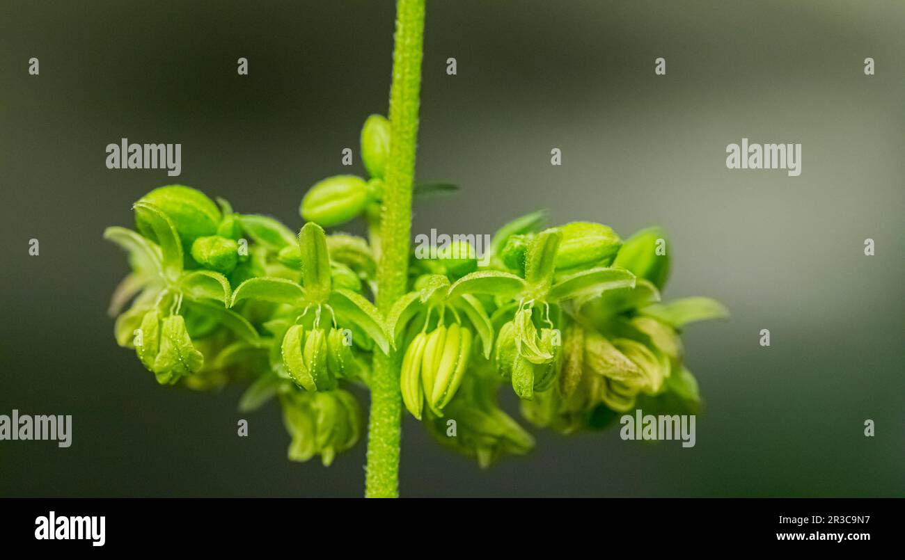 Close up Male Cannabis plant showing pollen sacks Stock Photo - Alamy