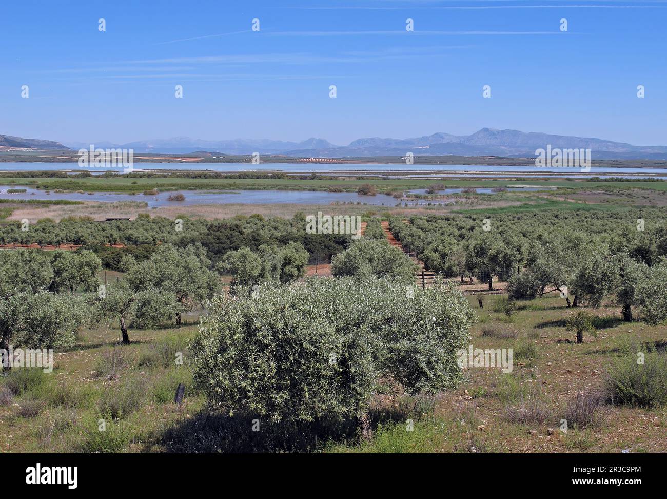 view over olive grove to the Laguna Laguna de Fuente de Piedra, Malaga ...