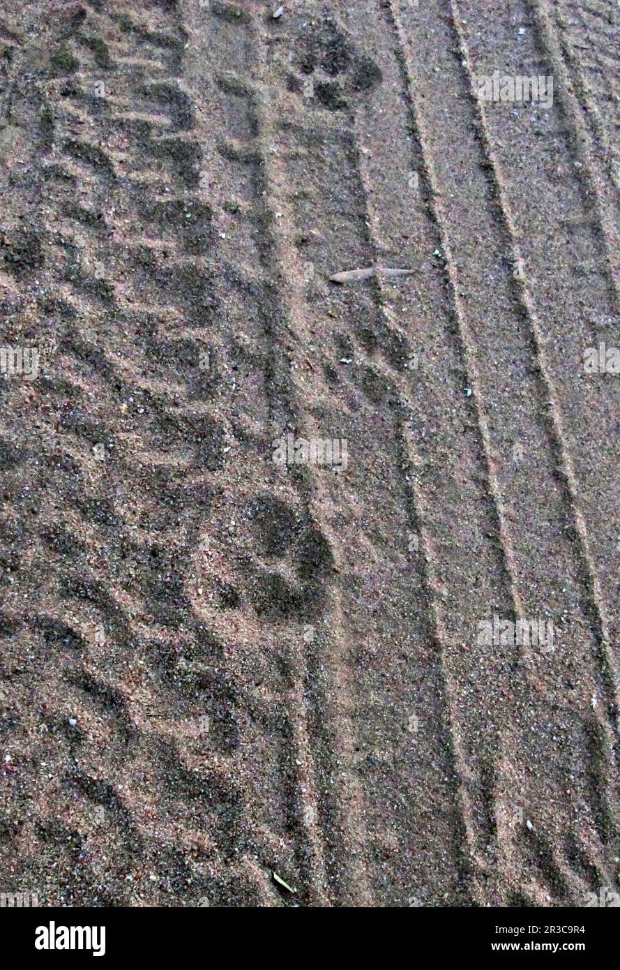Lynx Rufus Tracks