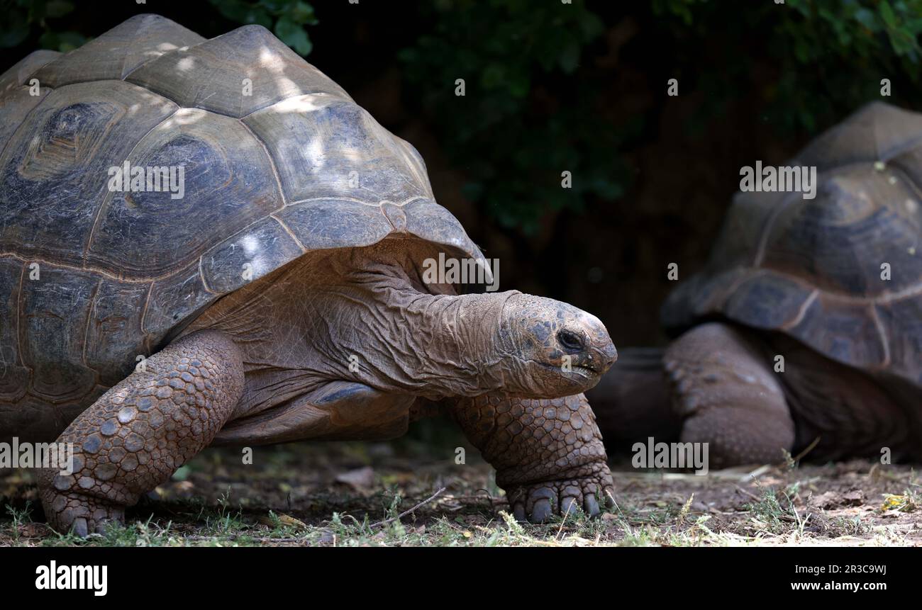 Jerusalem. 23rd May, 2023. Aldabra giant tortoises are seen at a zoo in ...