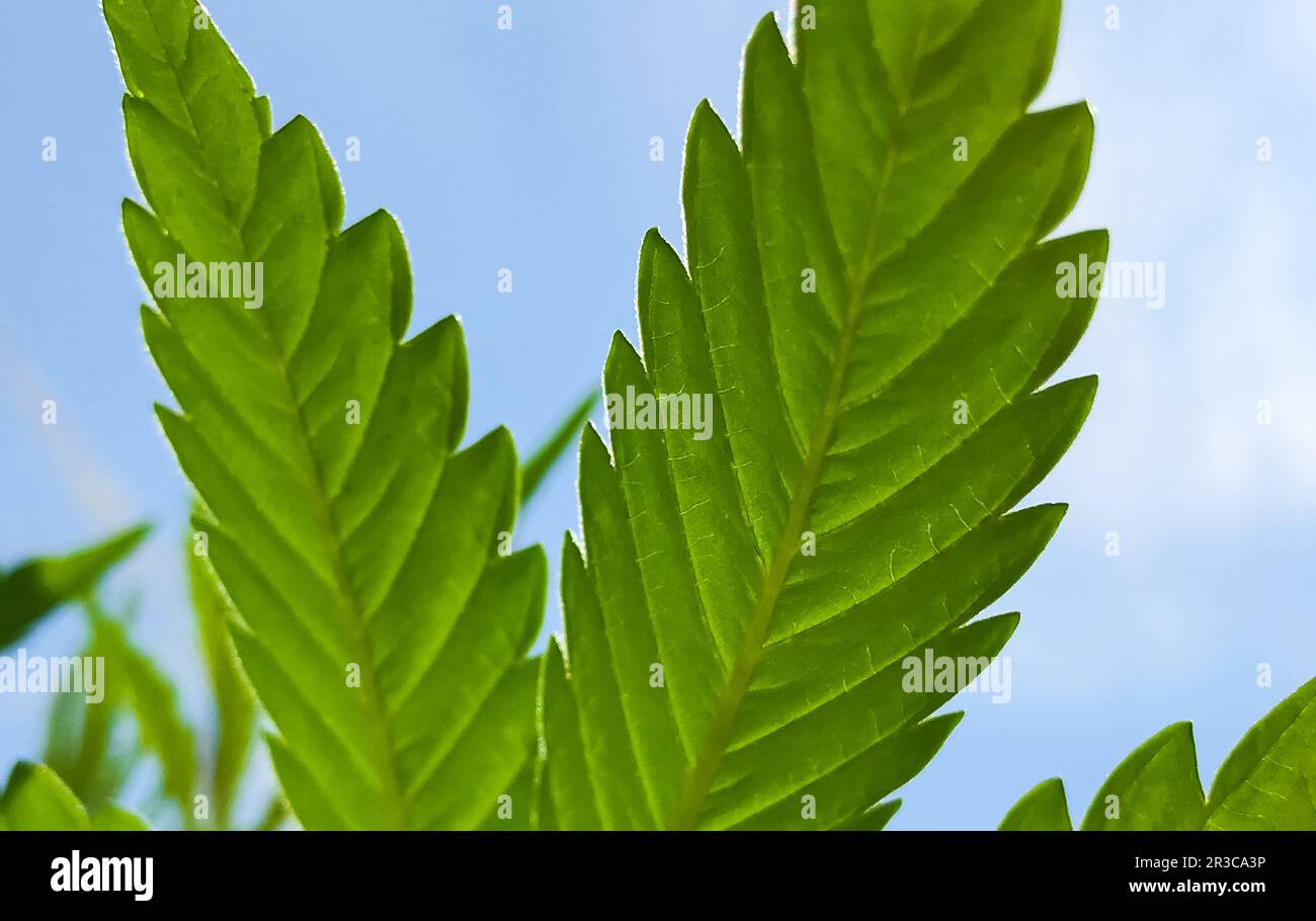Fresh green marijuana leaf hi-res stock photography and images - Alamy