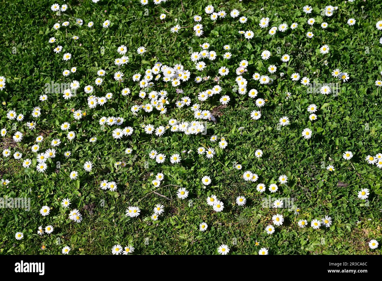 Common daisies growing among grass and other wildflowers Stock Photo ...