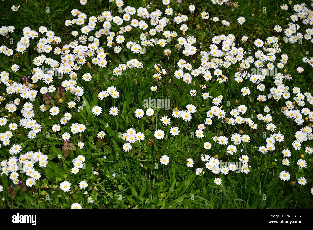 Common daisies growing among grass and other wildflowers Stock Photo ...
