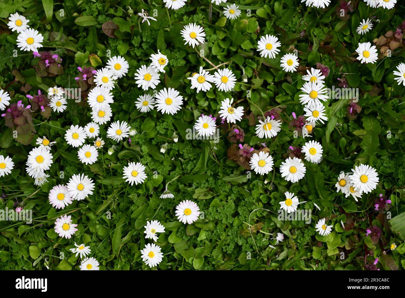 Common daisies growing among grass and other wildflowers Stock Photo - Alamy