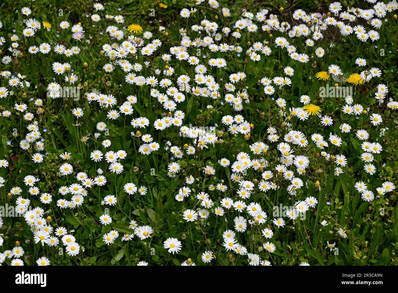 Common daisies growing among grass and other wildflowers Stock Photo ...