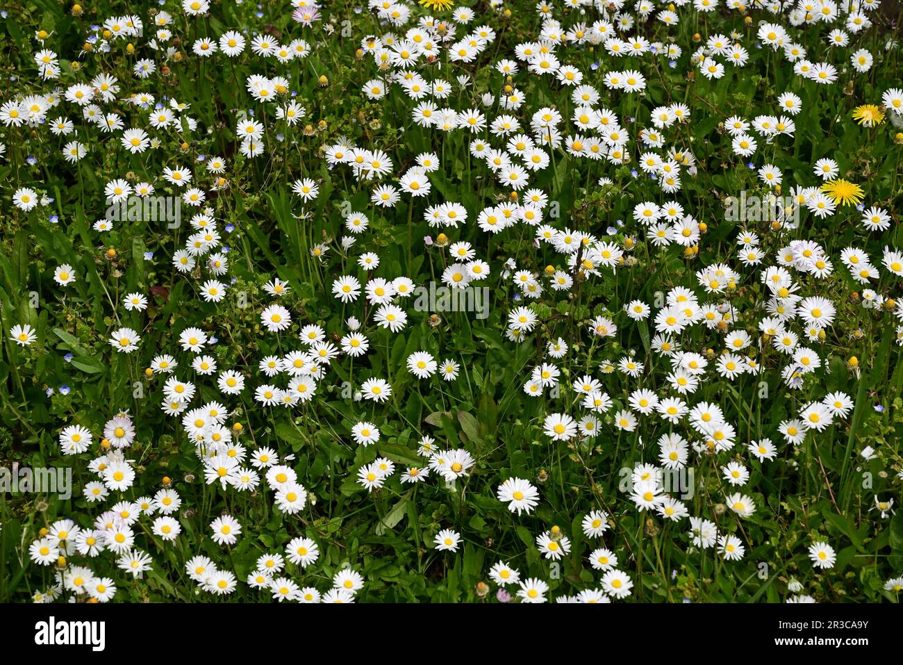 Common daisies growing among grass and other wildflowers Stock Photo ...
