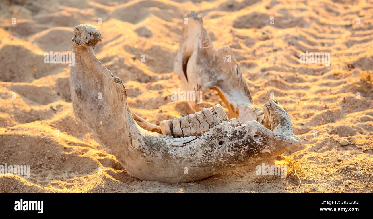 Skeleton of dead animal on Safari in South African game reserve Stock ...