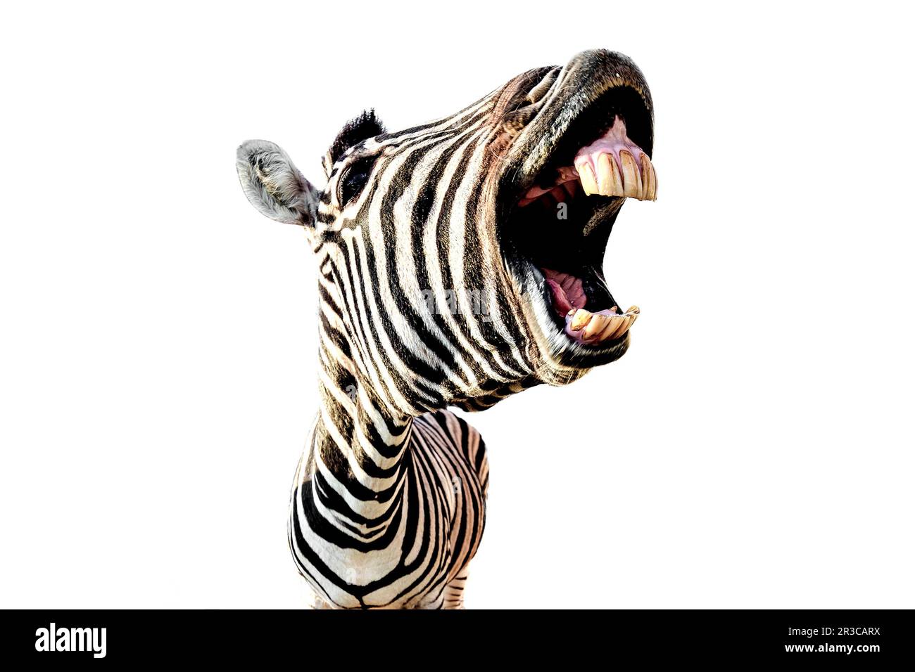 Zebra with open mouth Stock Photo - Alamy